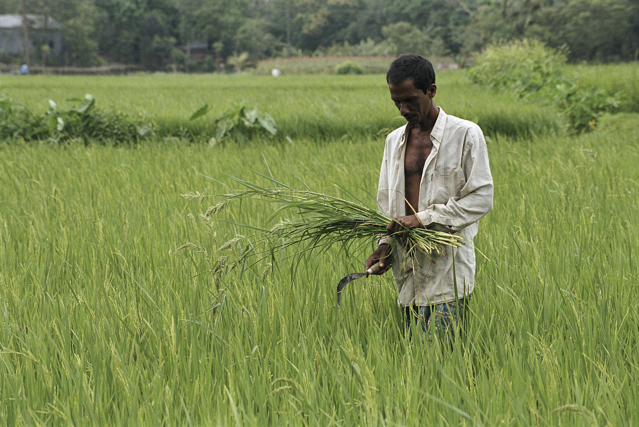 Expanding underutilized crops in Asia: The promise of millets for ...