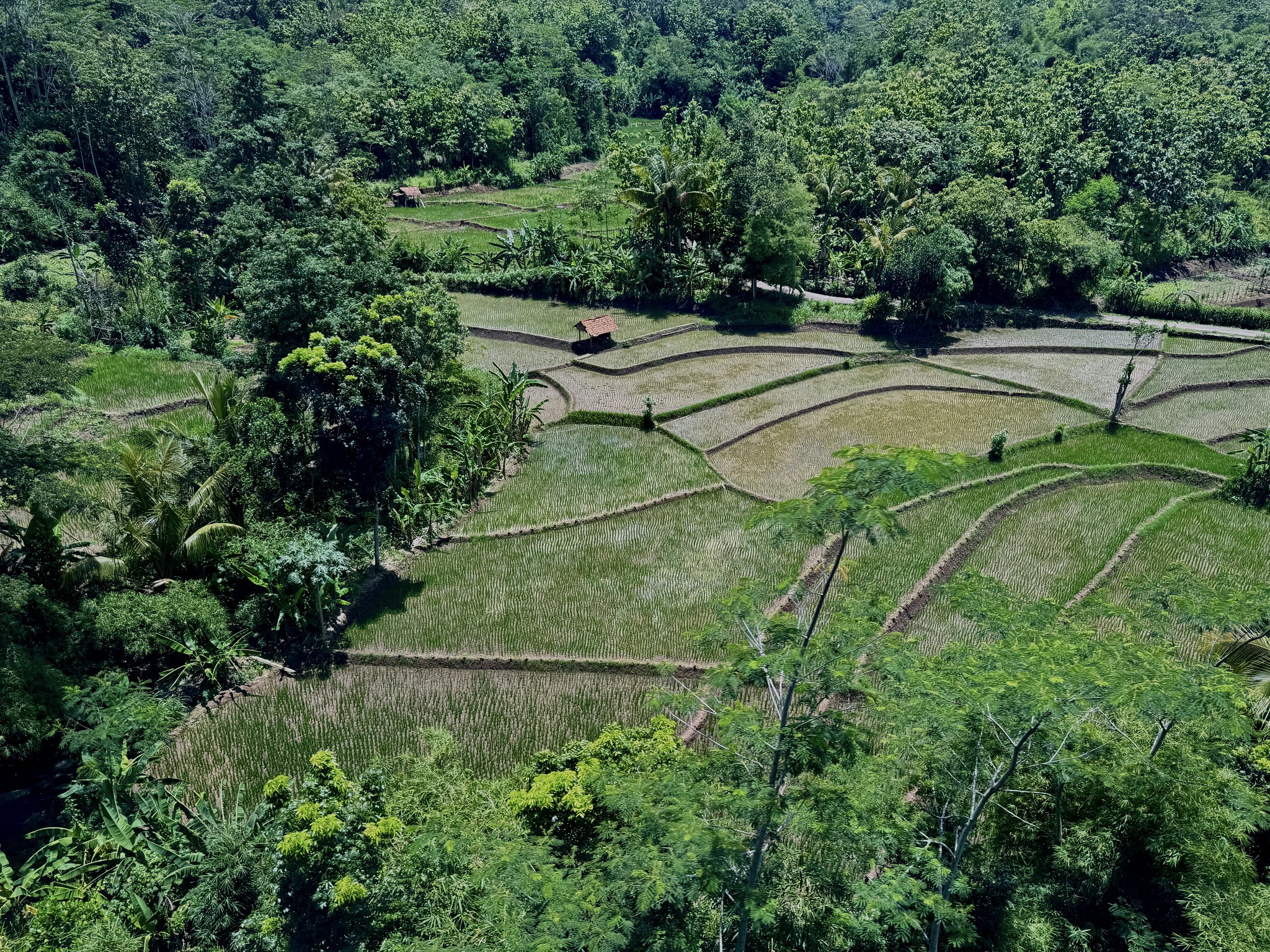 The Politics of Rice and Security in Southeast Asia | Asia and the ...