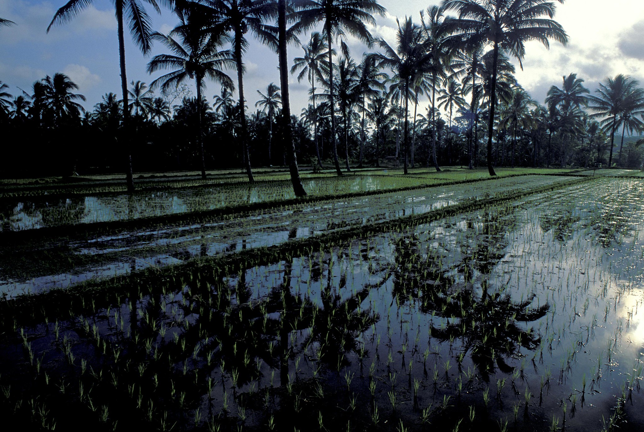 Japan’s Rice Crisis Shows The Price Of Faulty Food Security Policy ...