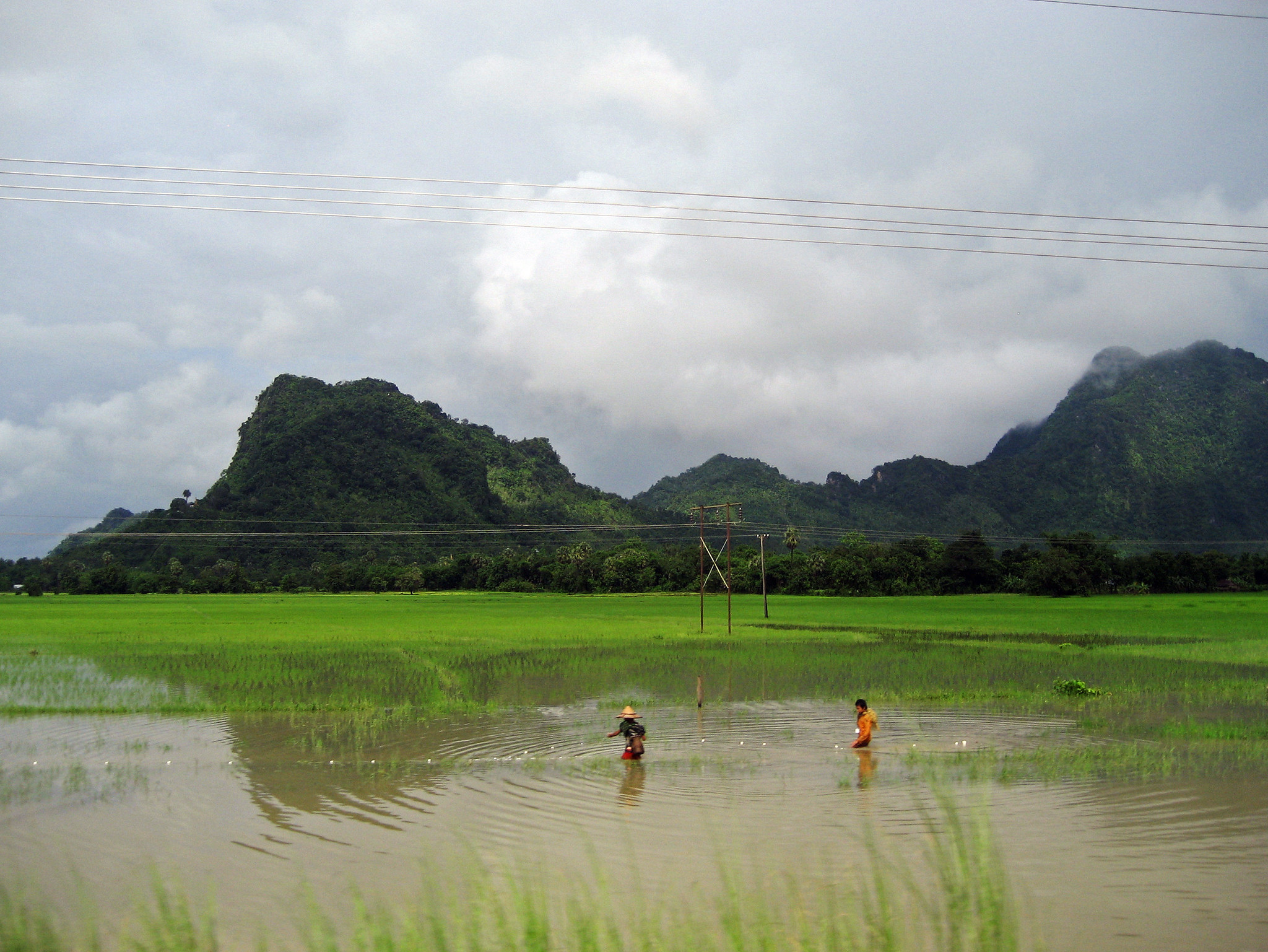 Resource-poor rice farmers in Myanmar suffer double impact from ...